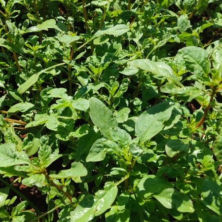 Siru Keerai / Tropical Amaranthus (Danto Soppu) Leaves - Natural