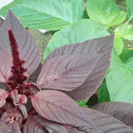 Amaranthus (Danto Soppu) d (Red and Green)