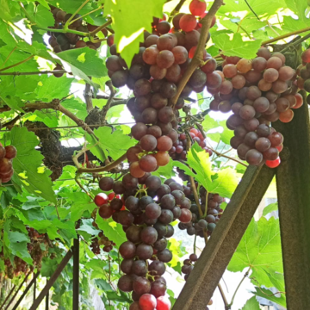 Flame Grapes (Seedless) - Zero Residue